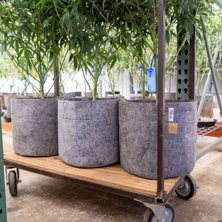 Growbag Root Pouch fabric pot 40x30cm 39L with handles grey 39 ...